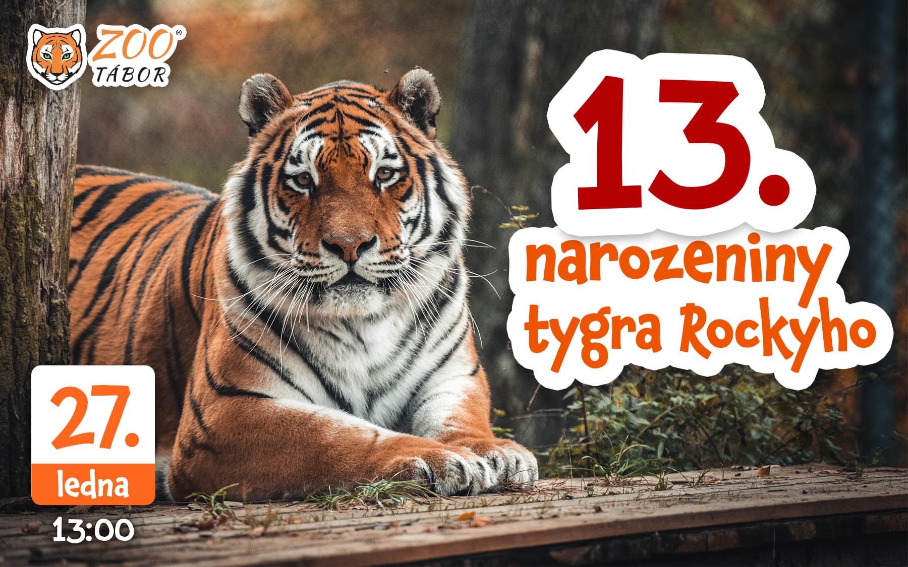 Tygr Rocky z táborské zoo oslaví v sobotu 13. narozeniny | Jižní Čechy Teď!